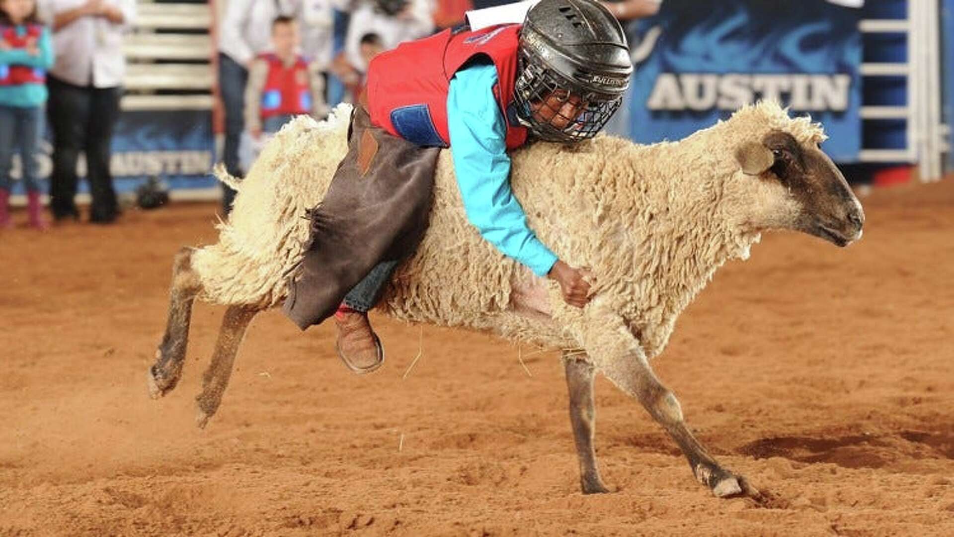 rodeo sheep