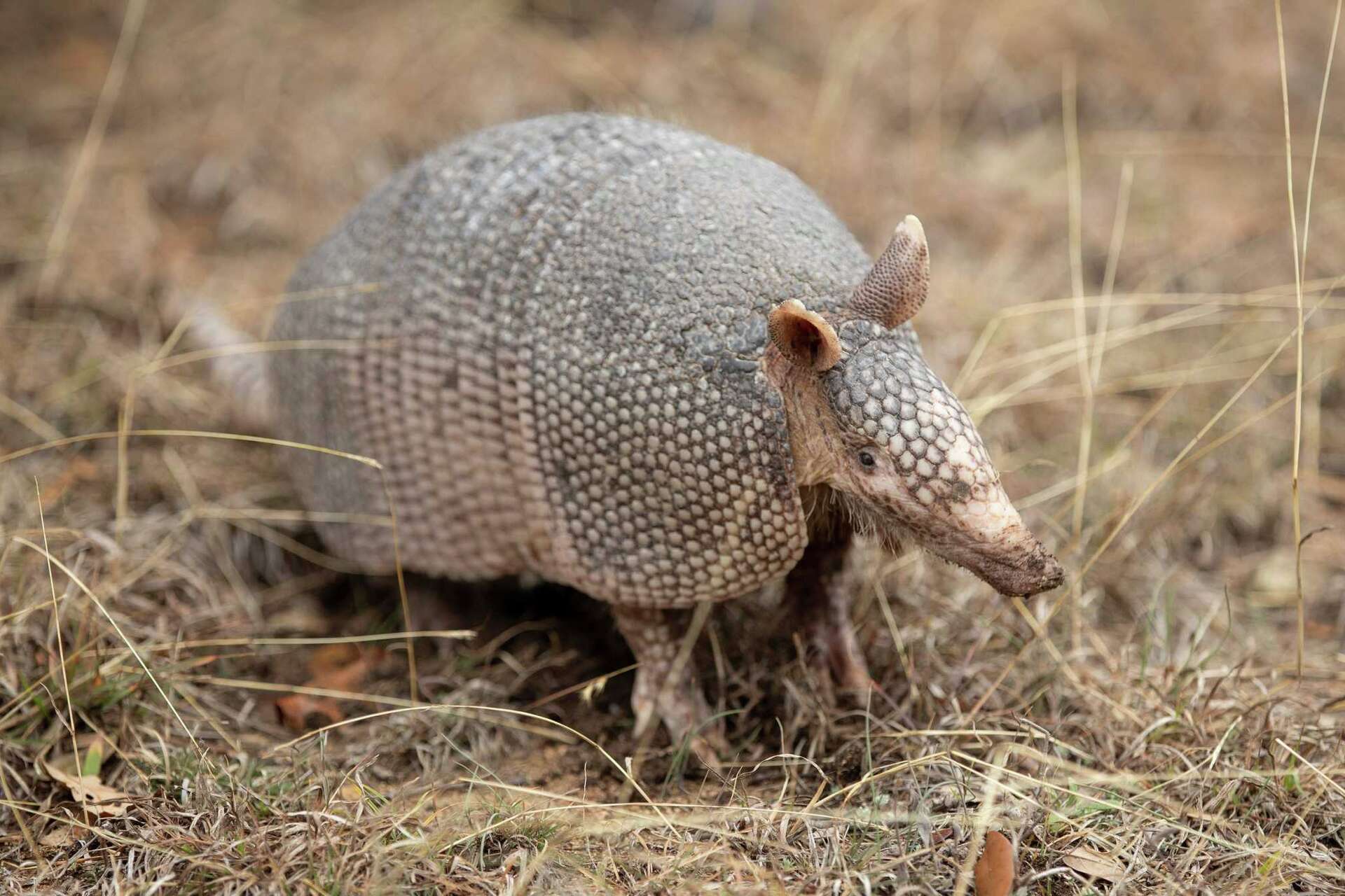 Does the armadillo in my backyard have leprosy? Here's what to know