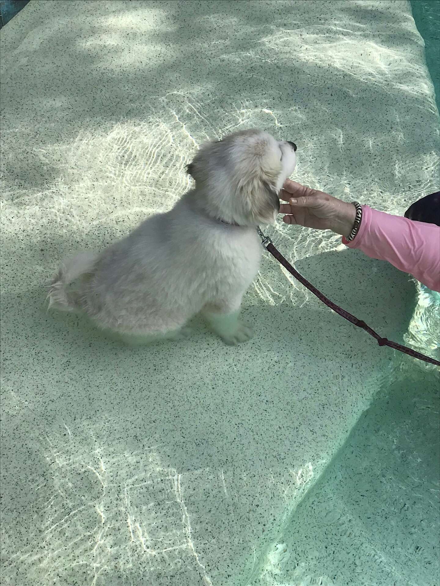 Great Pyrenees perfect dog in the country to protect yard from hawks