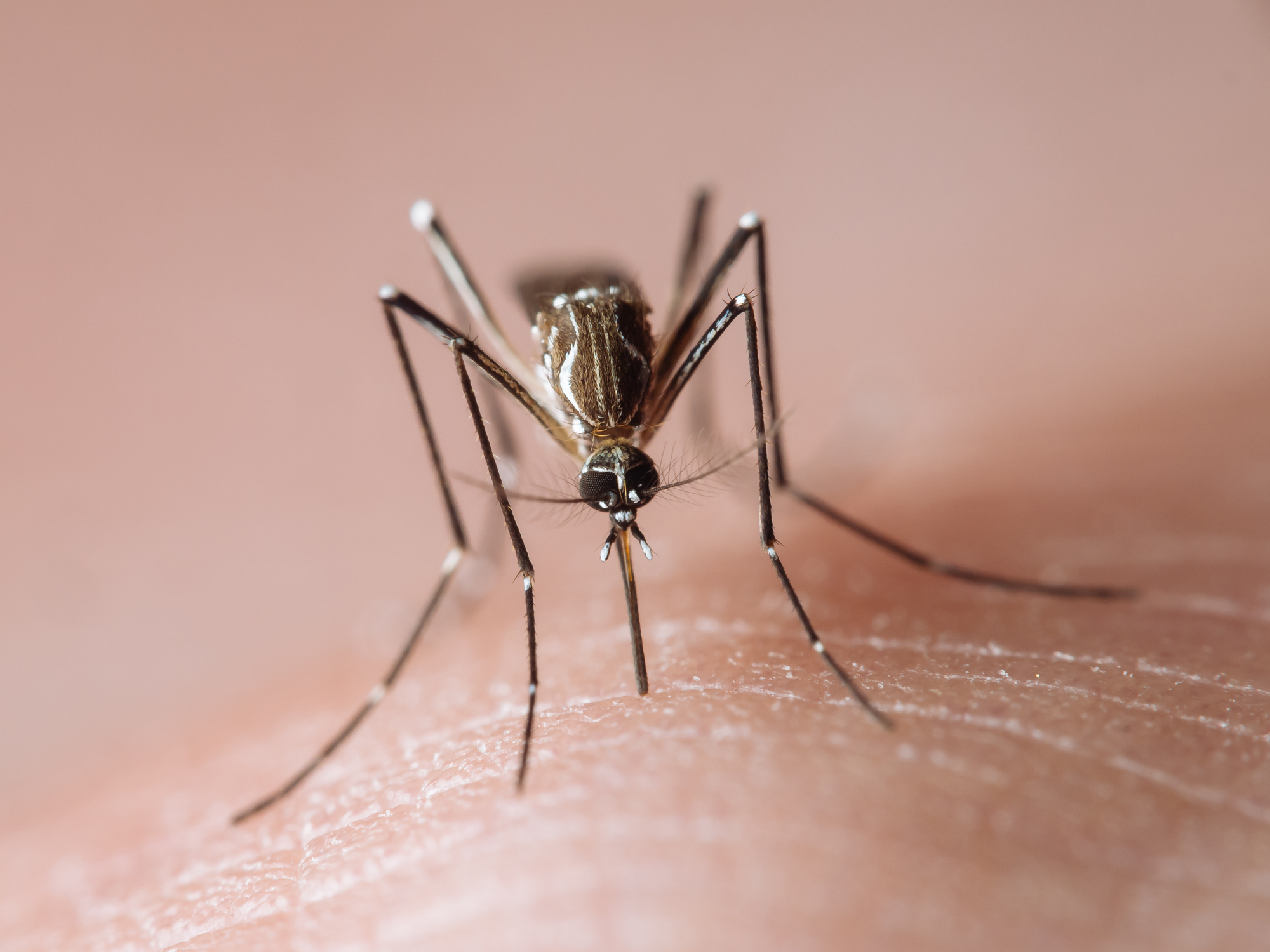 West Nile virus found in Midland County mosquitoes