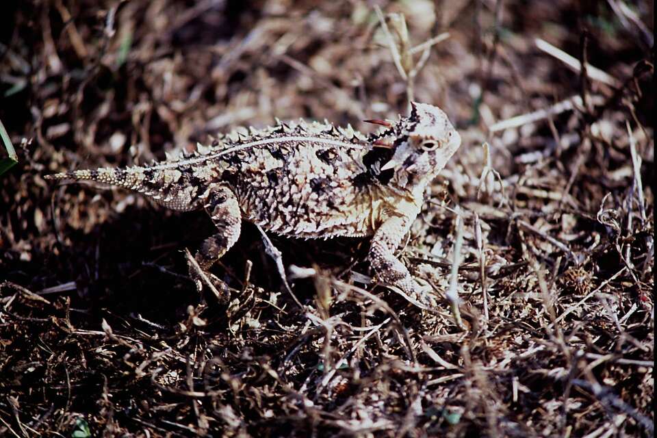 World Animal Day 2024: These iconic species symbolize Texas
