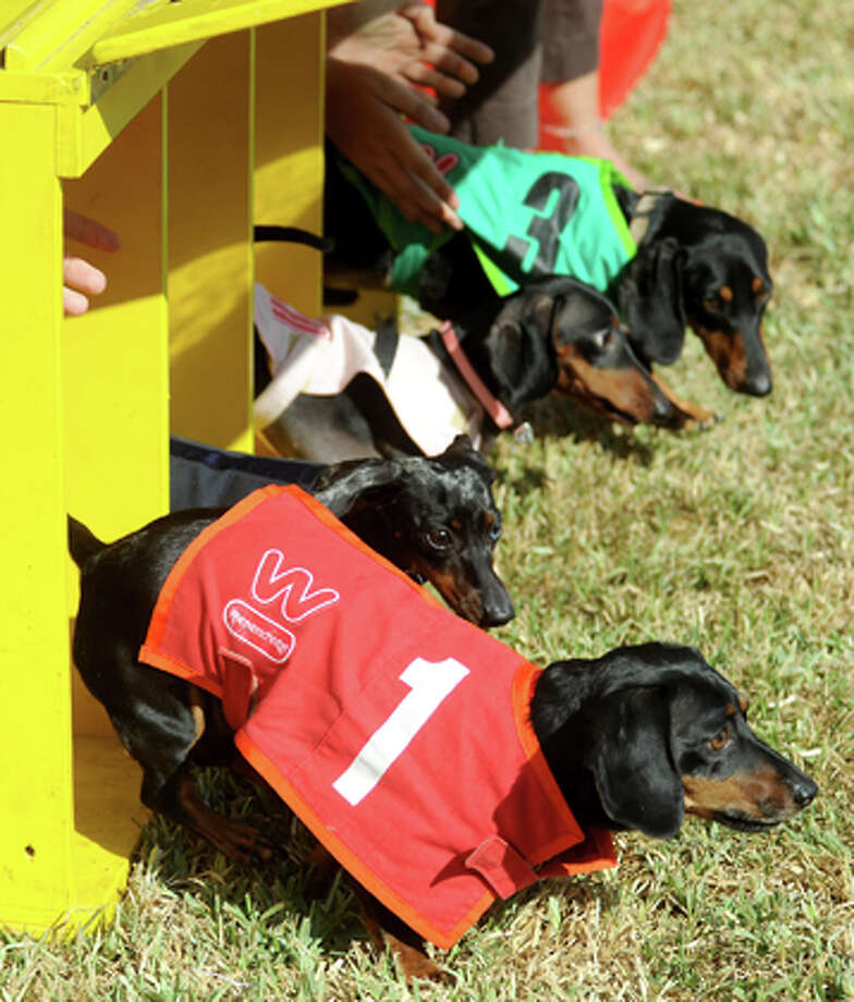 Weiner Dogs Dress up and Race - Beaumont Enterprise