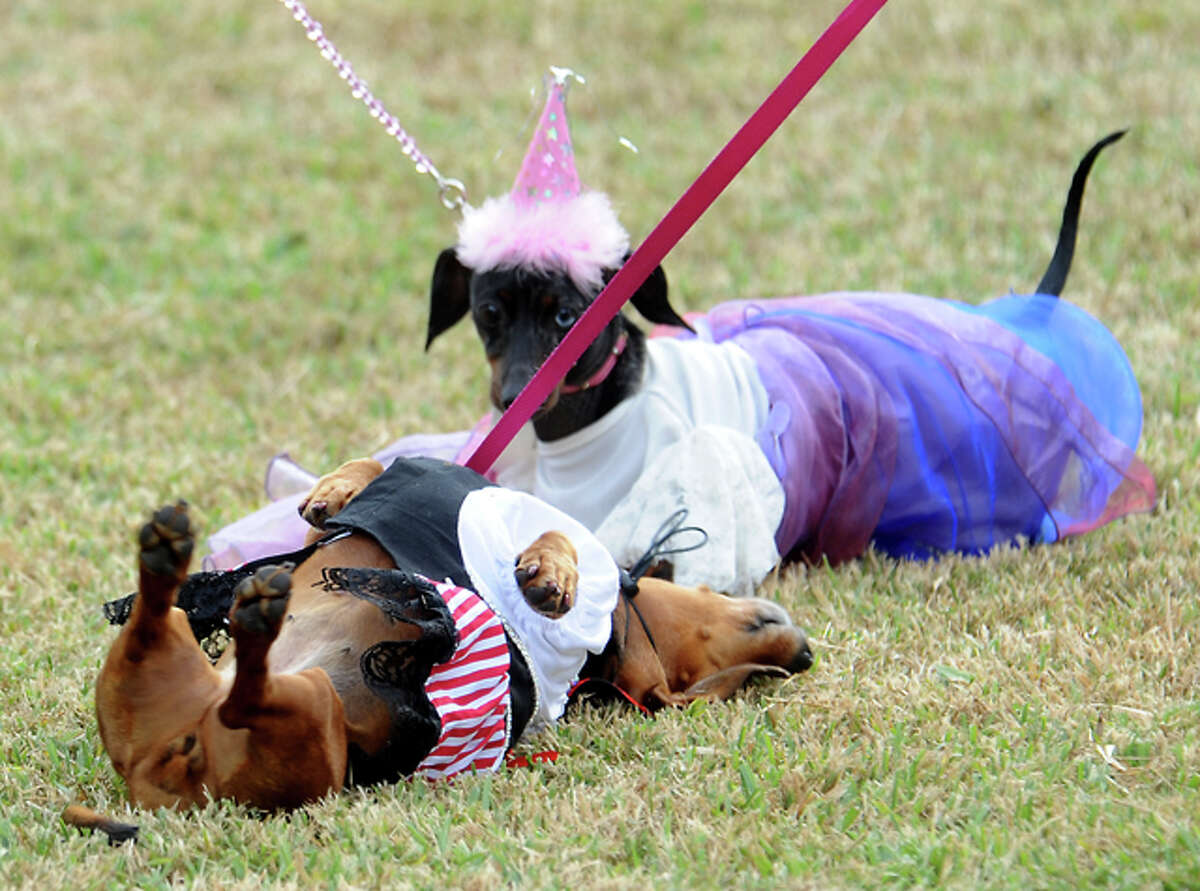 Weiner Dogs Dress up and Race