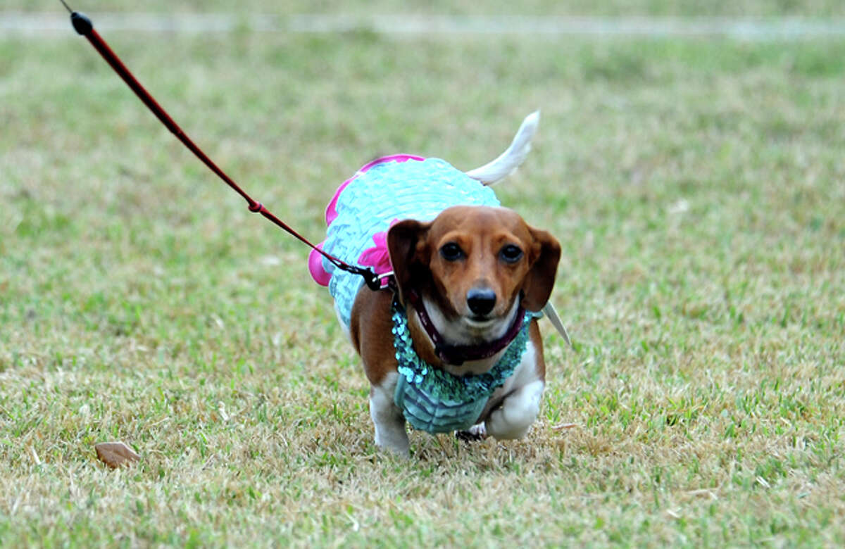 Weiner Dogs Dress up and Race