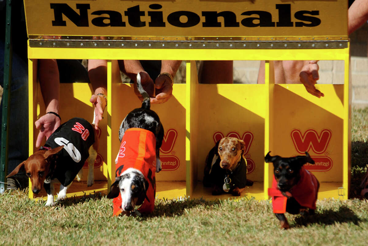 Weiner Dogs Dress up and Race
