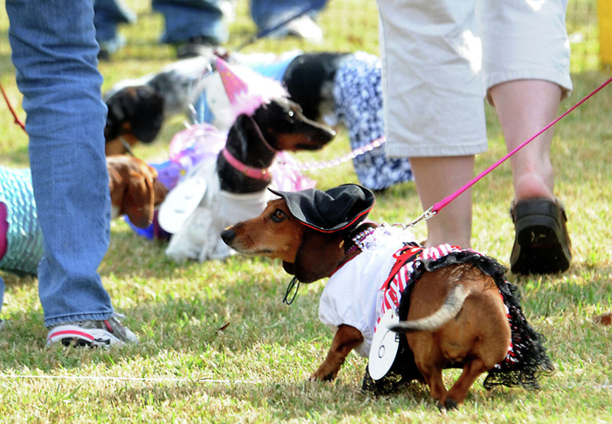 Weiner Dogs Dress up and Race