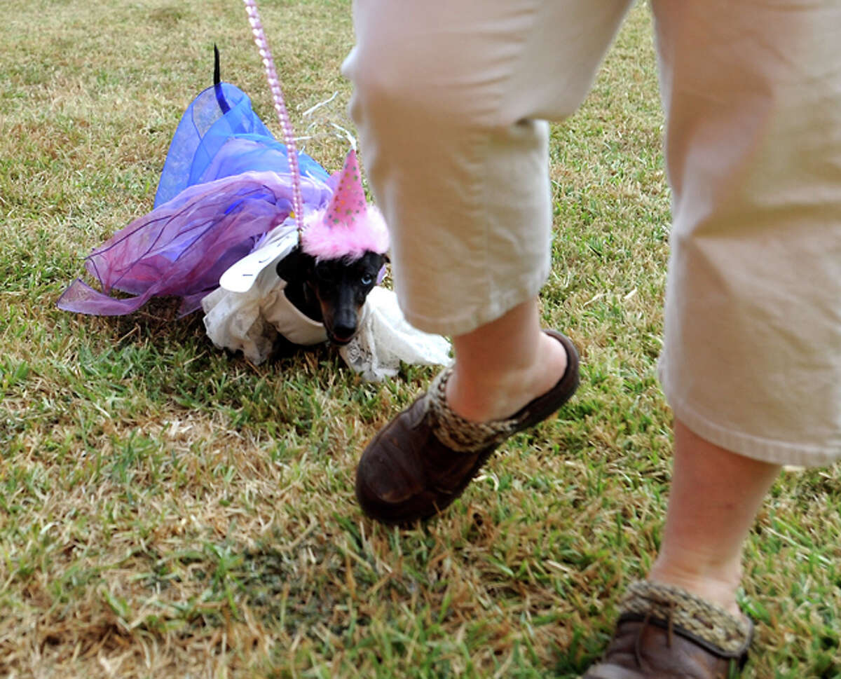 Weiner Dogs Dress up and Race