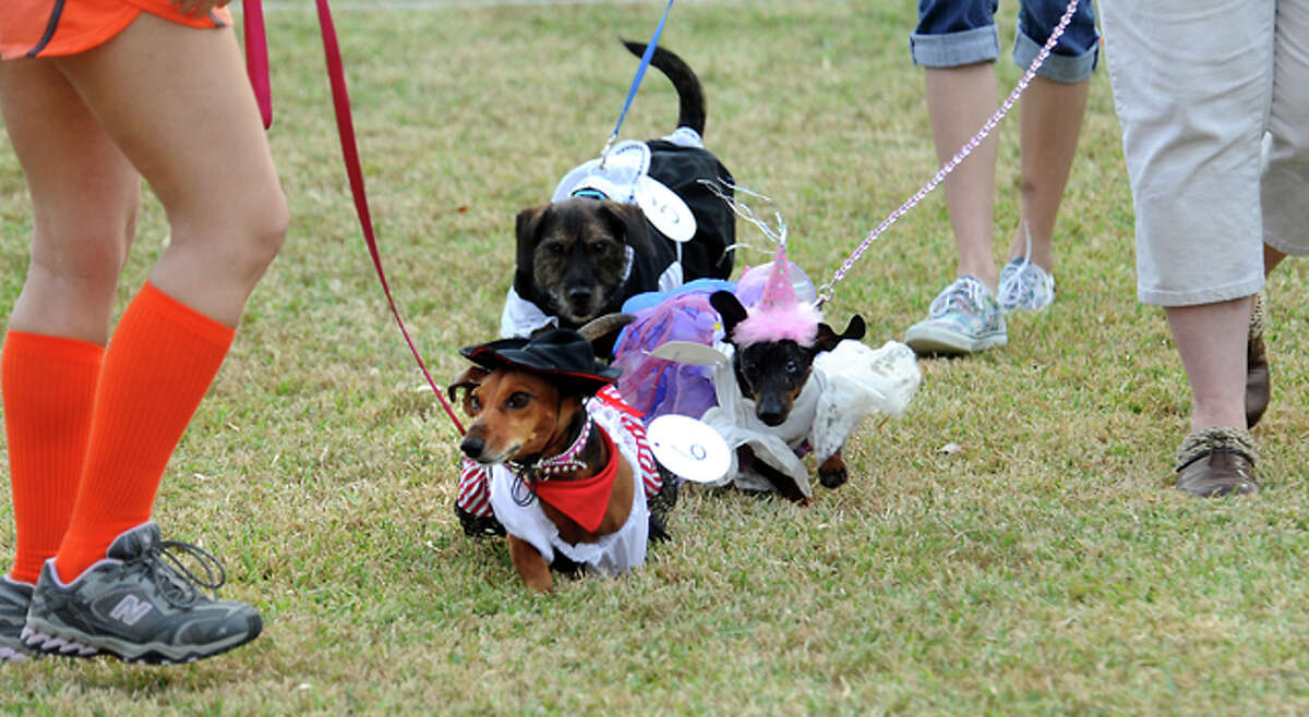 Weiner Dogs Dress up and Race