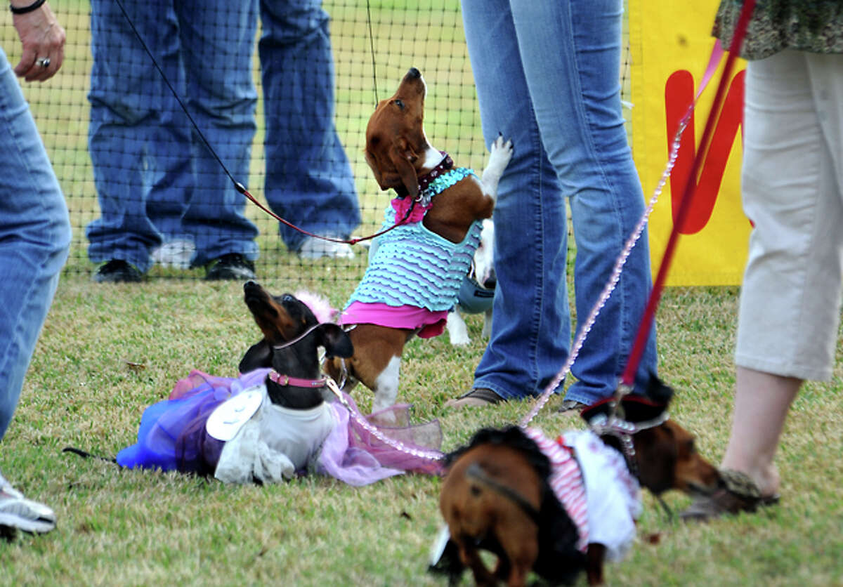 Weiner Dogs Dress up and Race