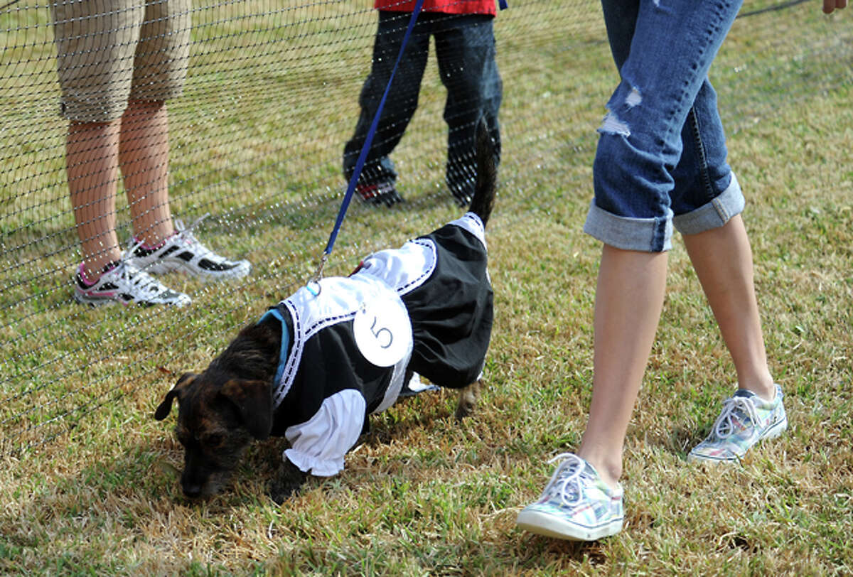 Weiner Dogs Dress up and Race