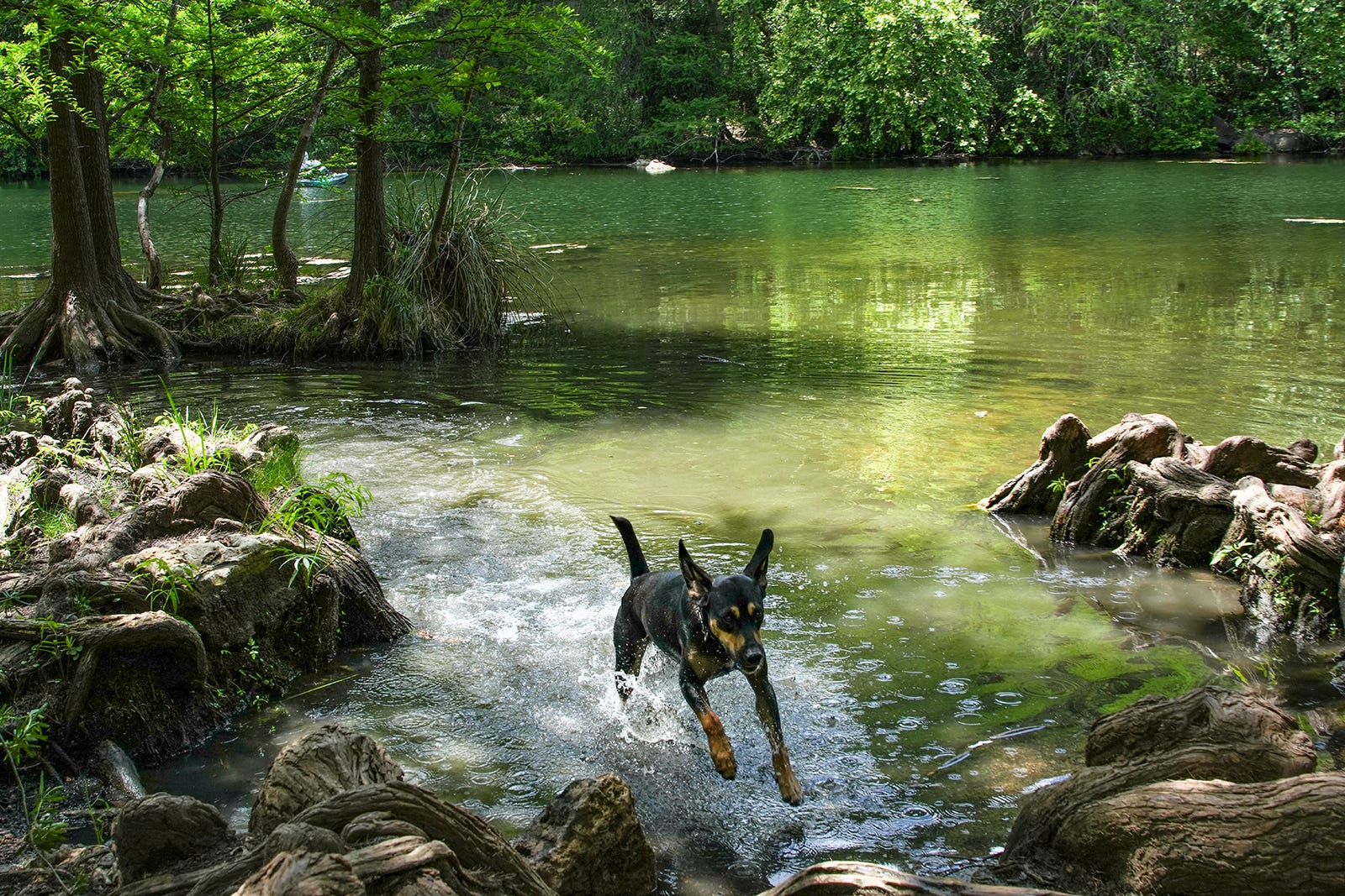 When to walk your dog in the Texas summer heat without risk