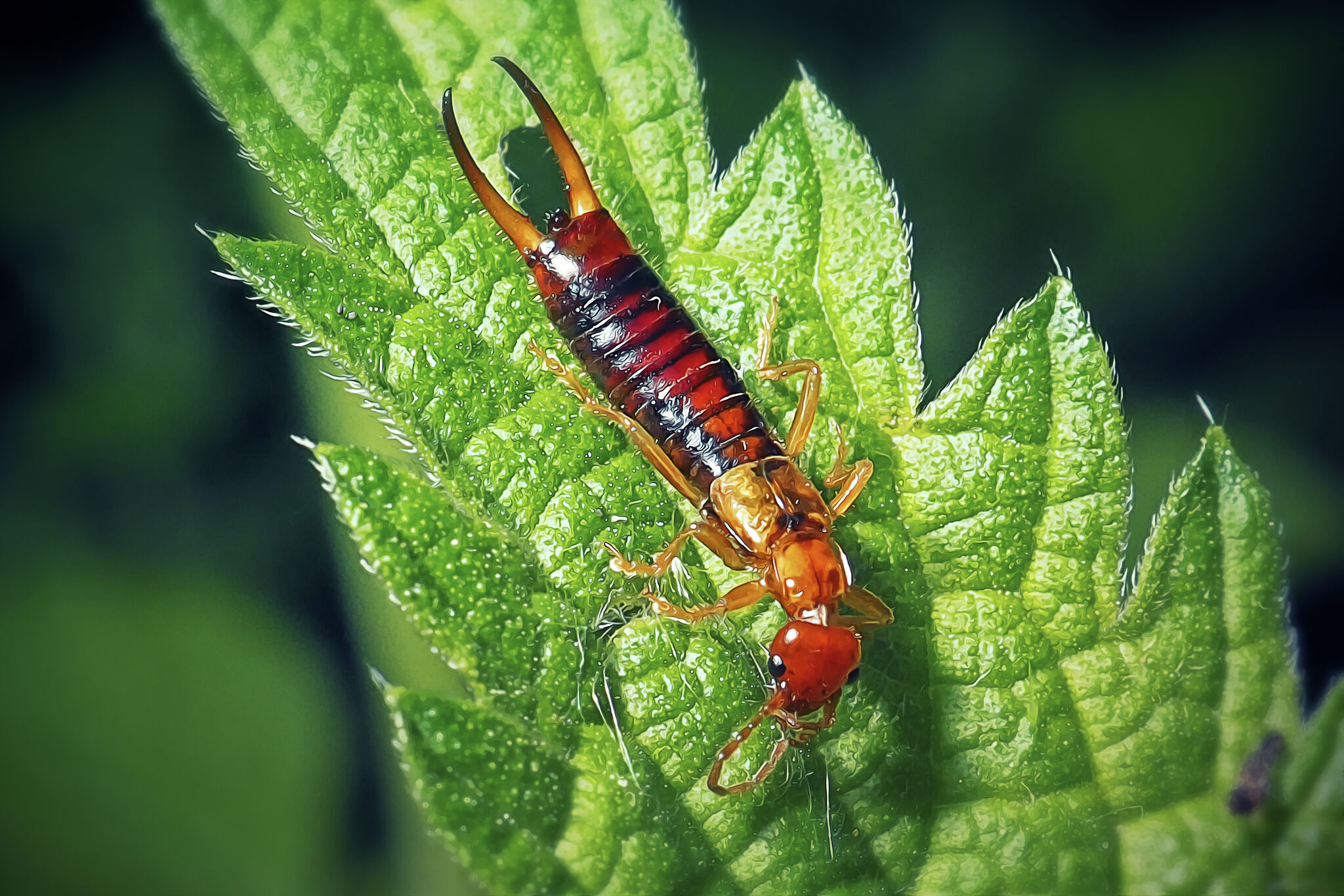 Earwigs returning in Michigan: Different ways to keep them away