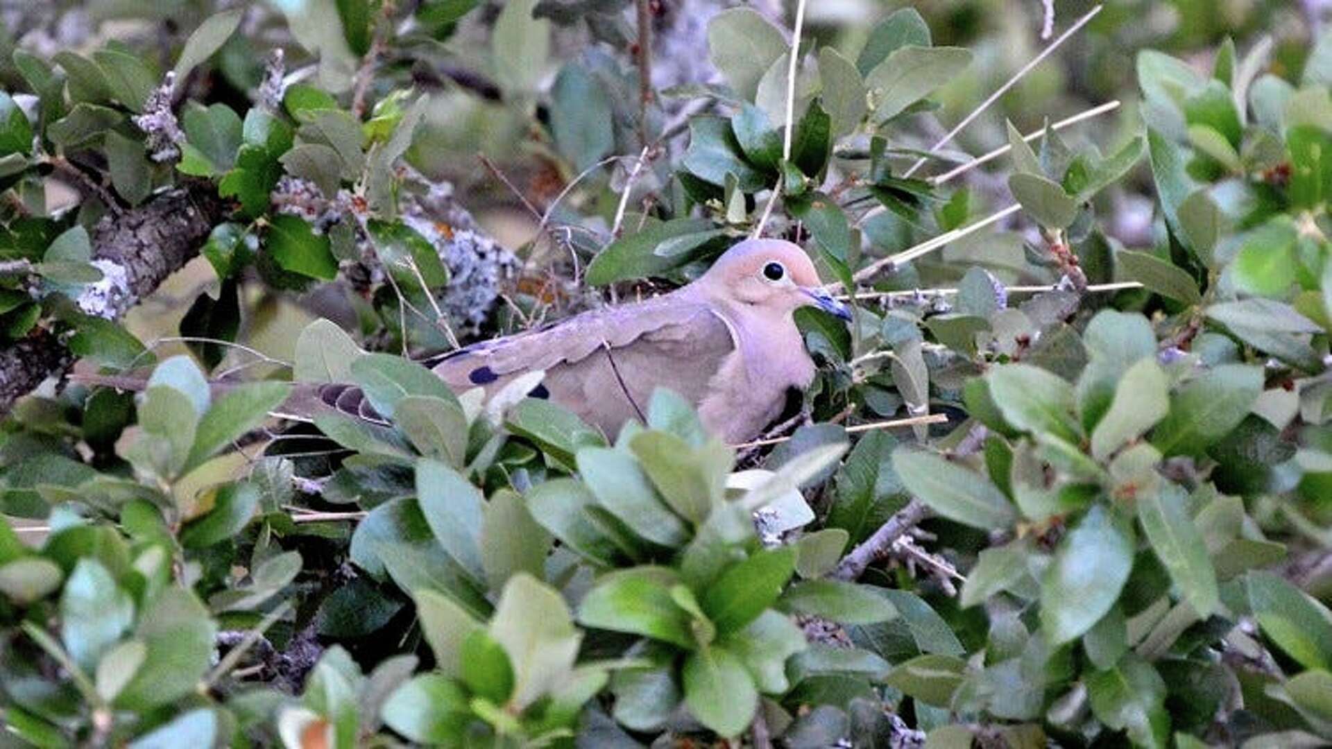 Dove hunting is cruel and unnecessary