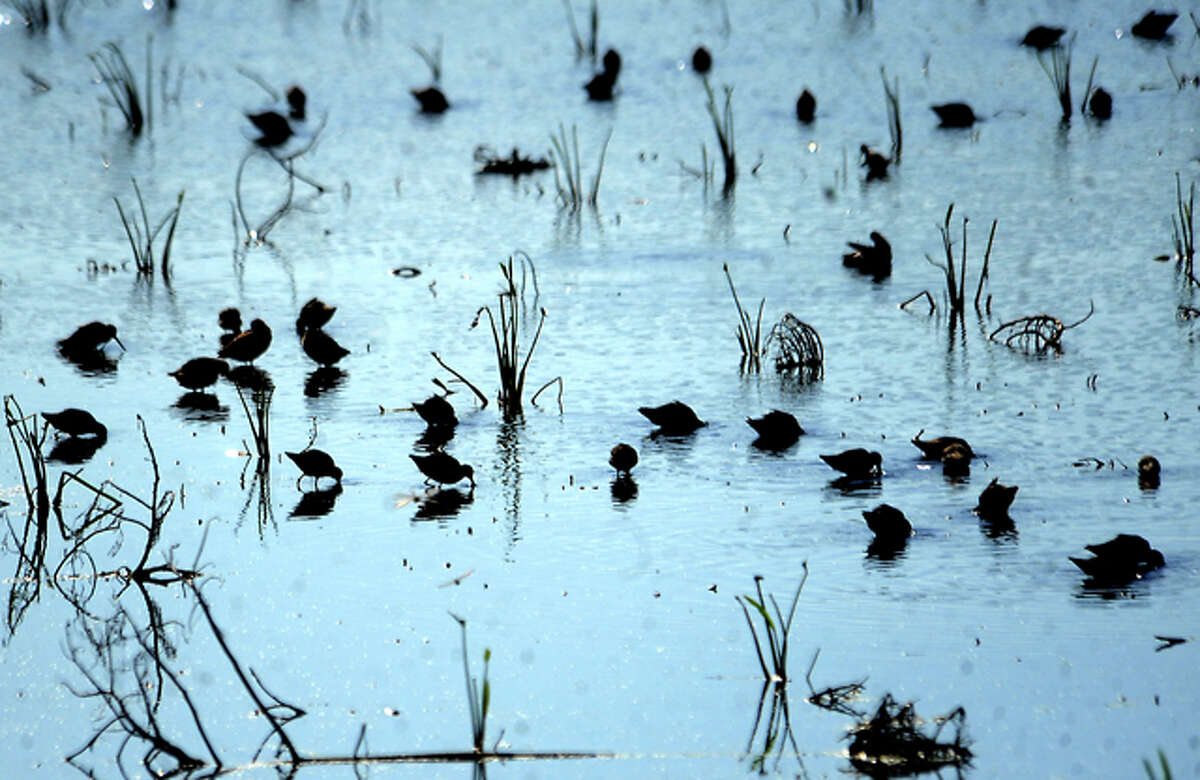 Waste Water Renews Marsh