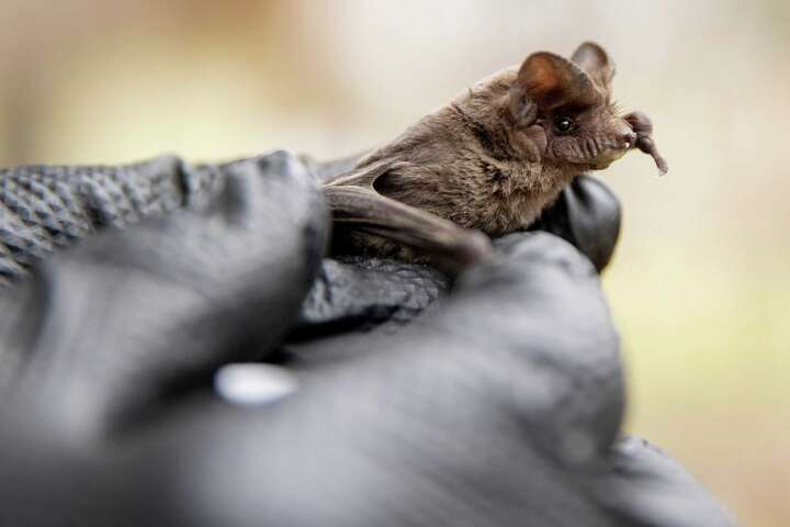 Austin refuge keeps Mexican free-tailed bats warm after Texas freeze