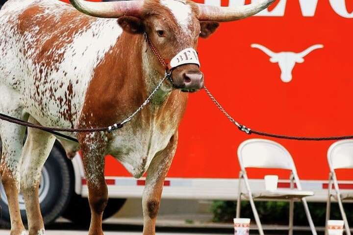 Texas Longhorns beloved mascot Bevo: See photos through the years