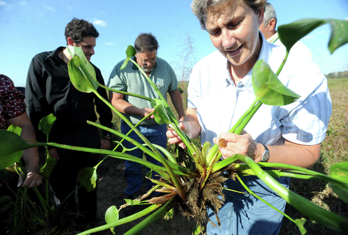 Waste Water Renews Marsh