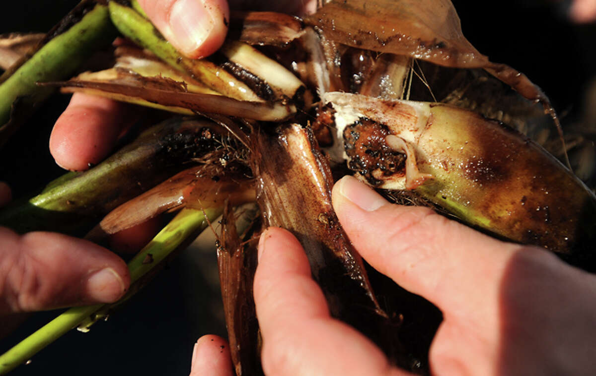Waste Water Renews Marsh