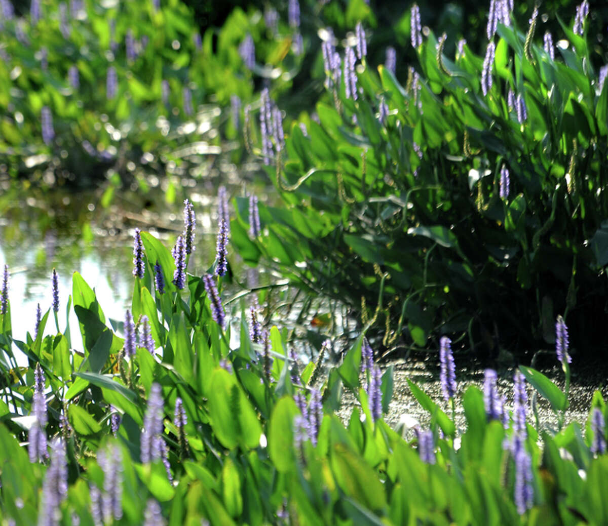Waste Water Renews Marsh