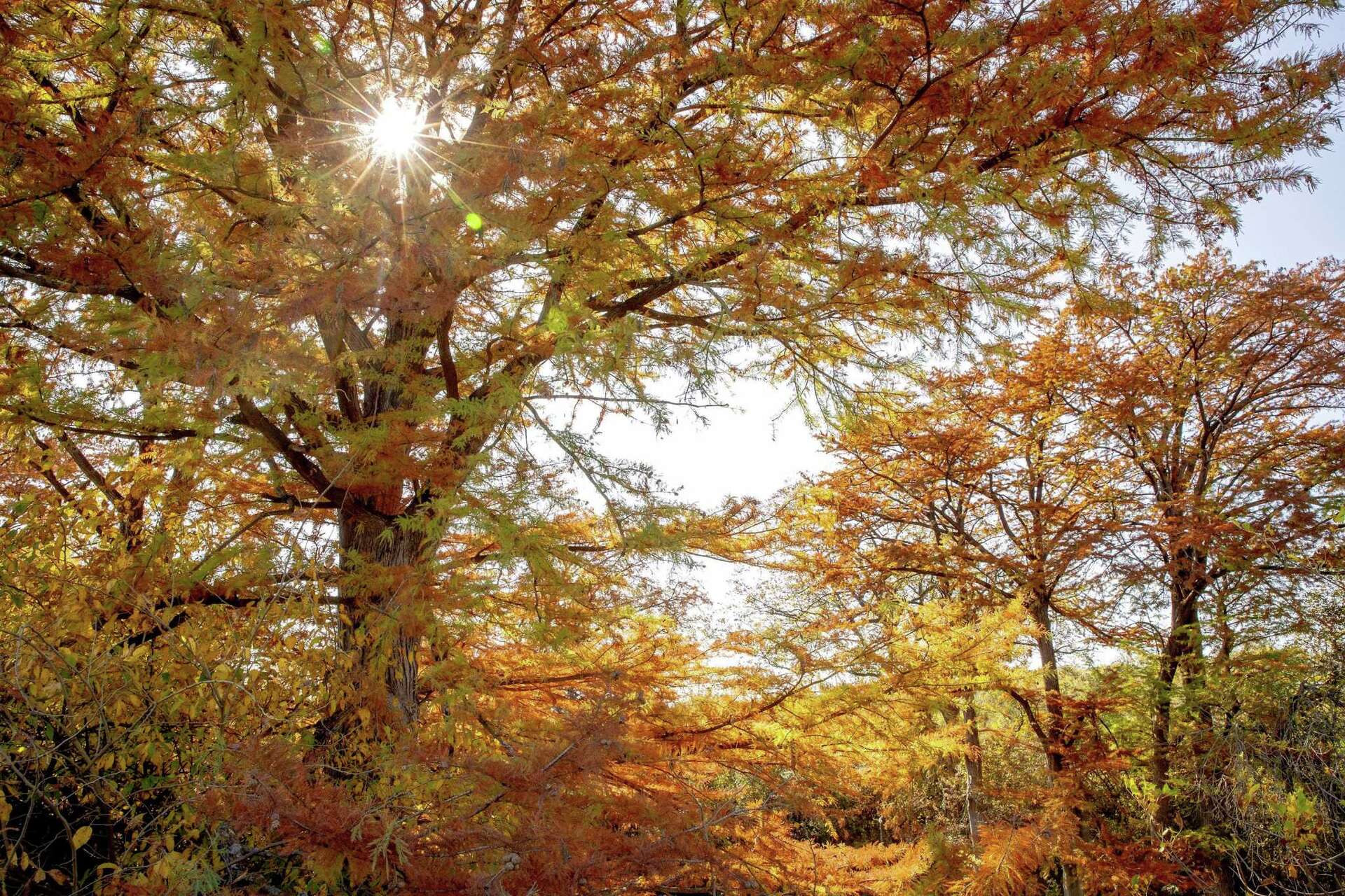 Fall foliage map 2025: When and where to see autumn colors in Austin