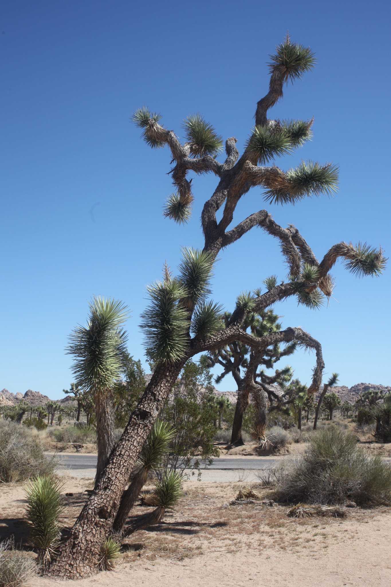Travel: Exploring Joshua Tree’s harsh beauty