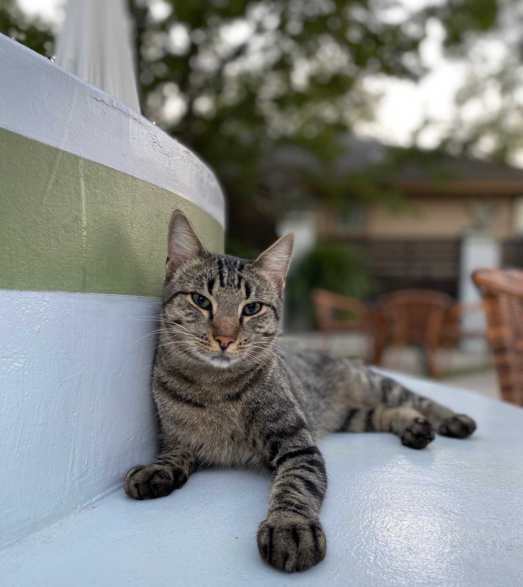 Kitty Cohen's bar in East Austin mourns Hank the cat
