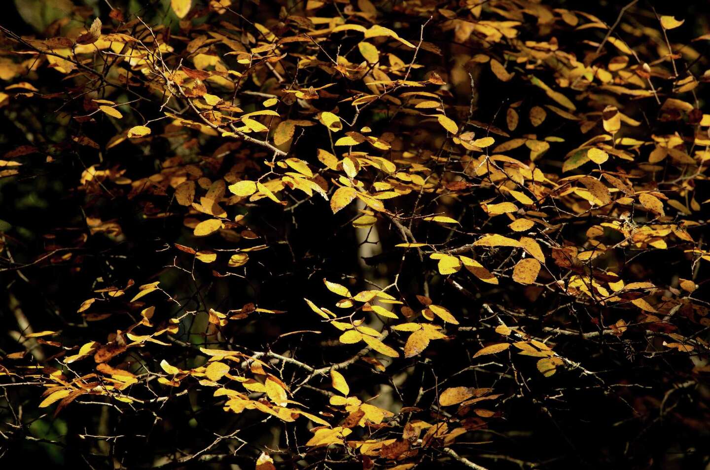 Fall foliage map 2025: When and where to see autumn colors in Austin