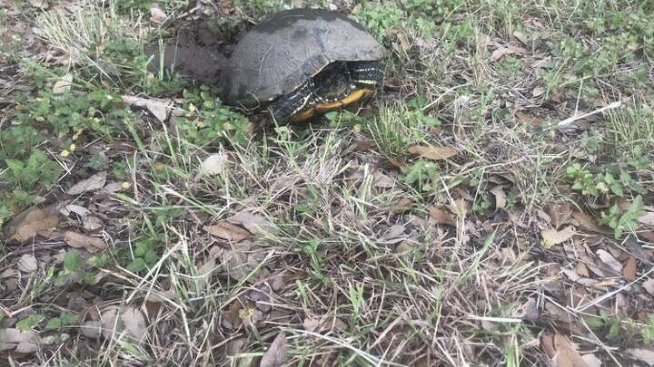 Time to keep an eye out for red-eared sliders as they reproduce