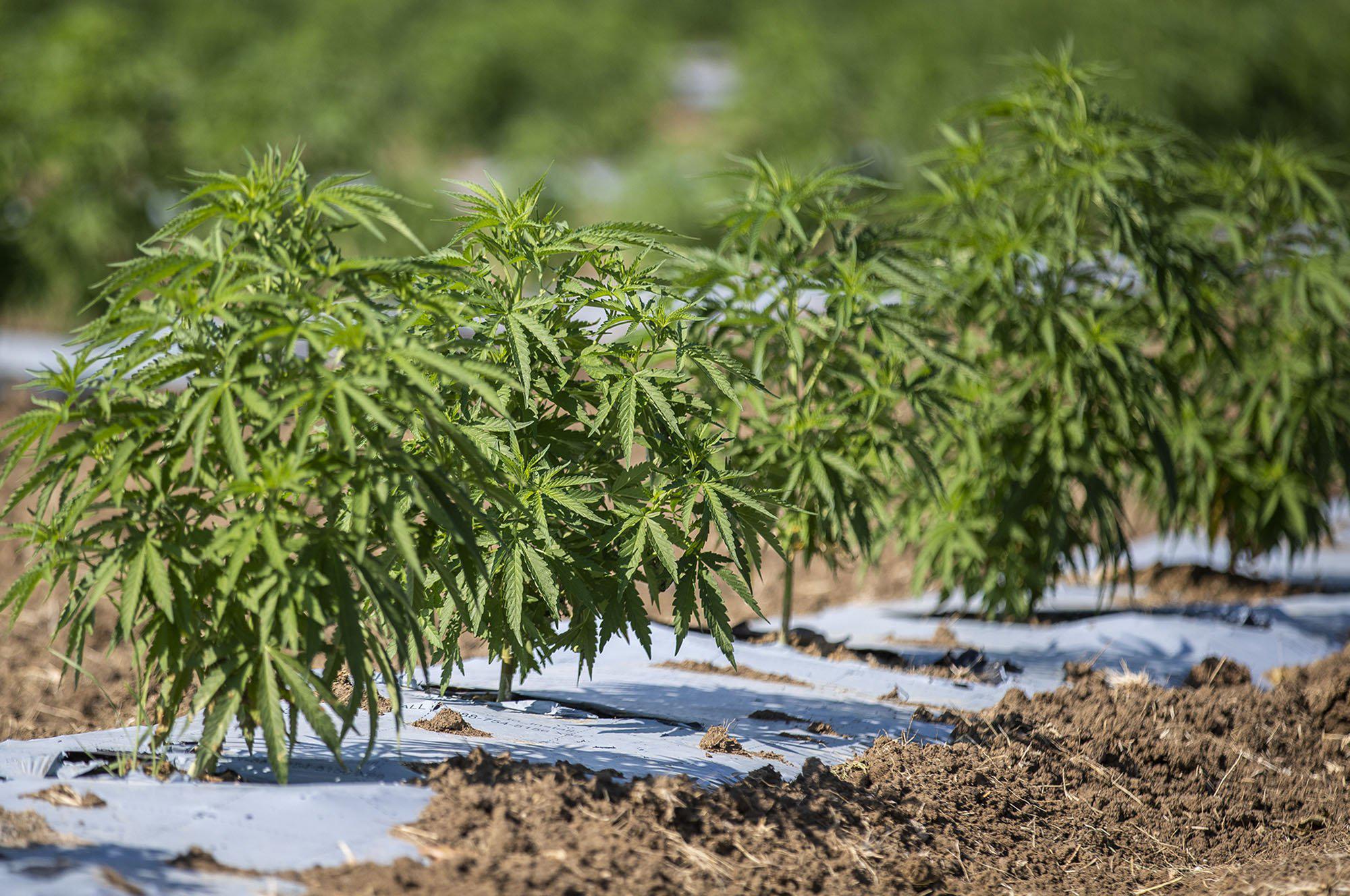 Texas' hemp industry is thriving. Lawmakers shouldn't over-regulate