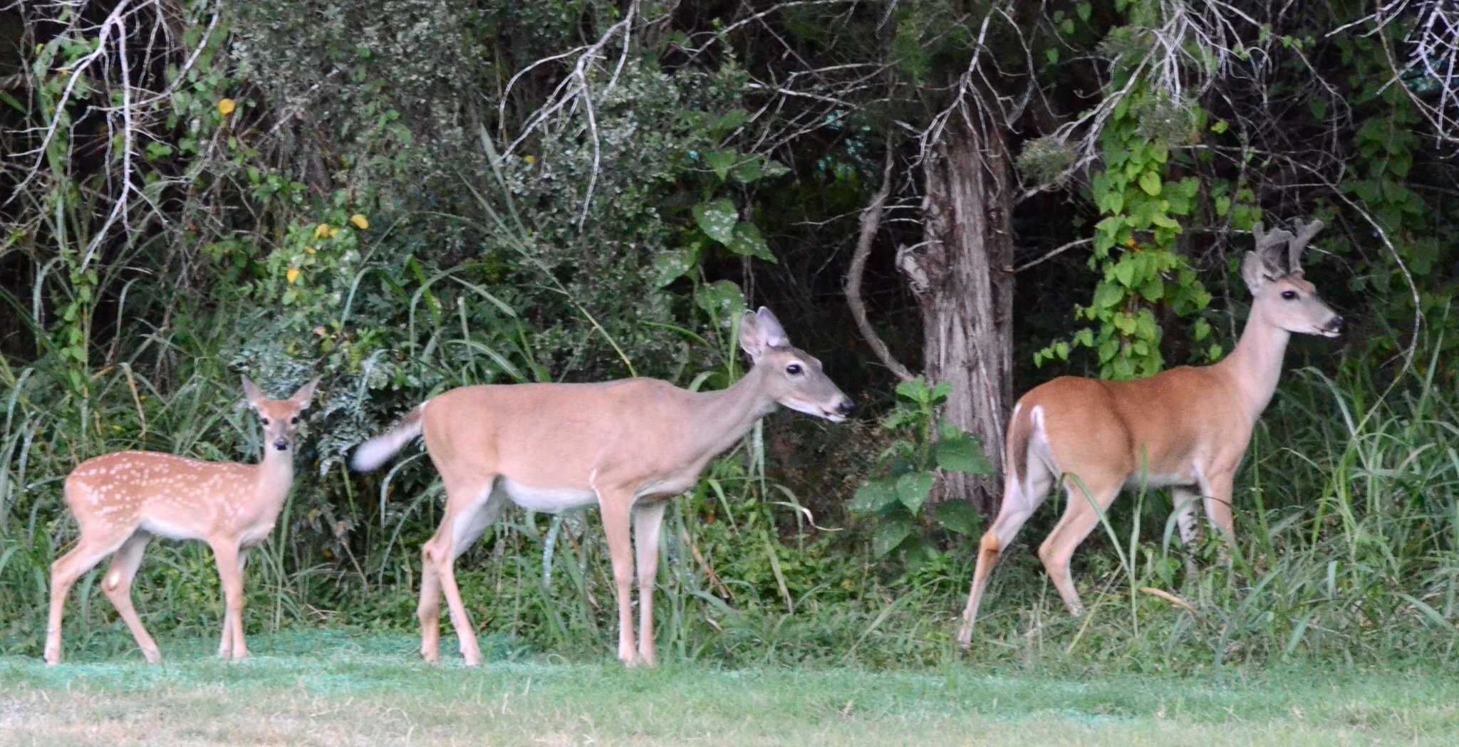 Complaint: Lakeway deer-trapping program OK'd because of false statements