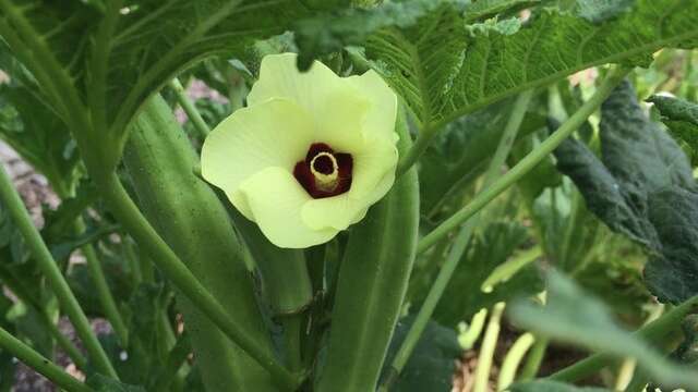 Okra is one vegetable that doesn’t fear the summer heat