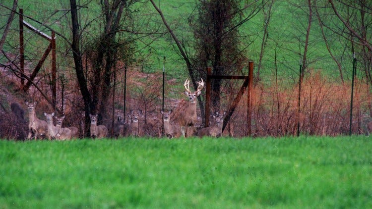 State says 13 new cases of deer wasting disease found
