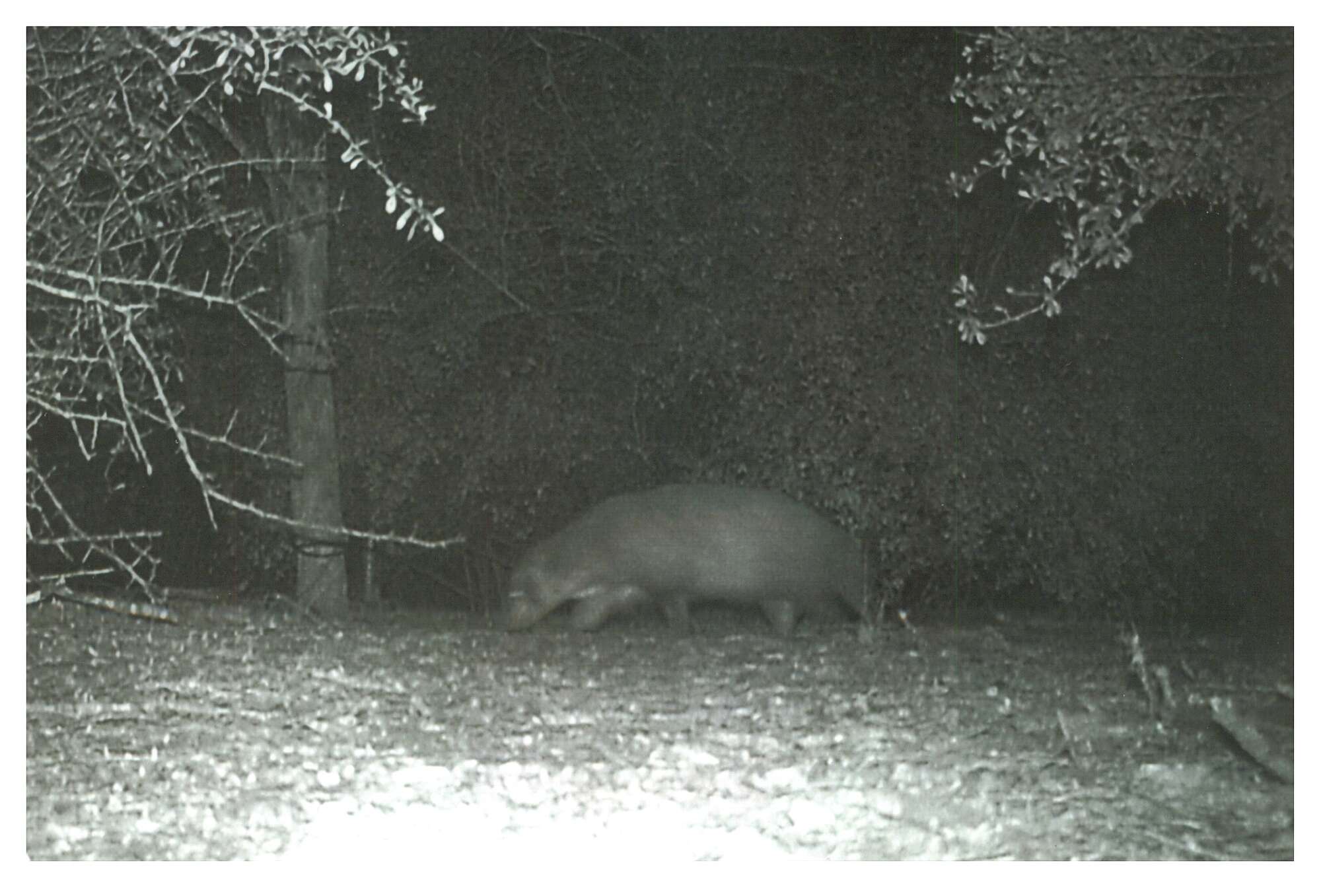 TPWD camera screen grab of a badger makes the internet go crazy