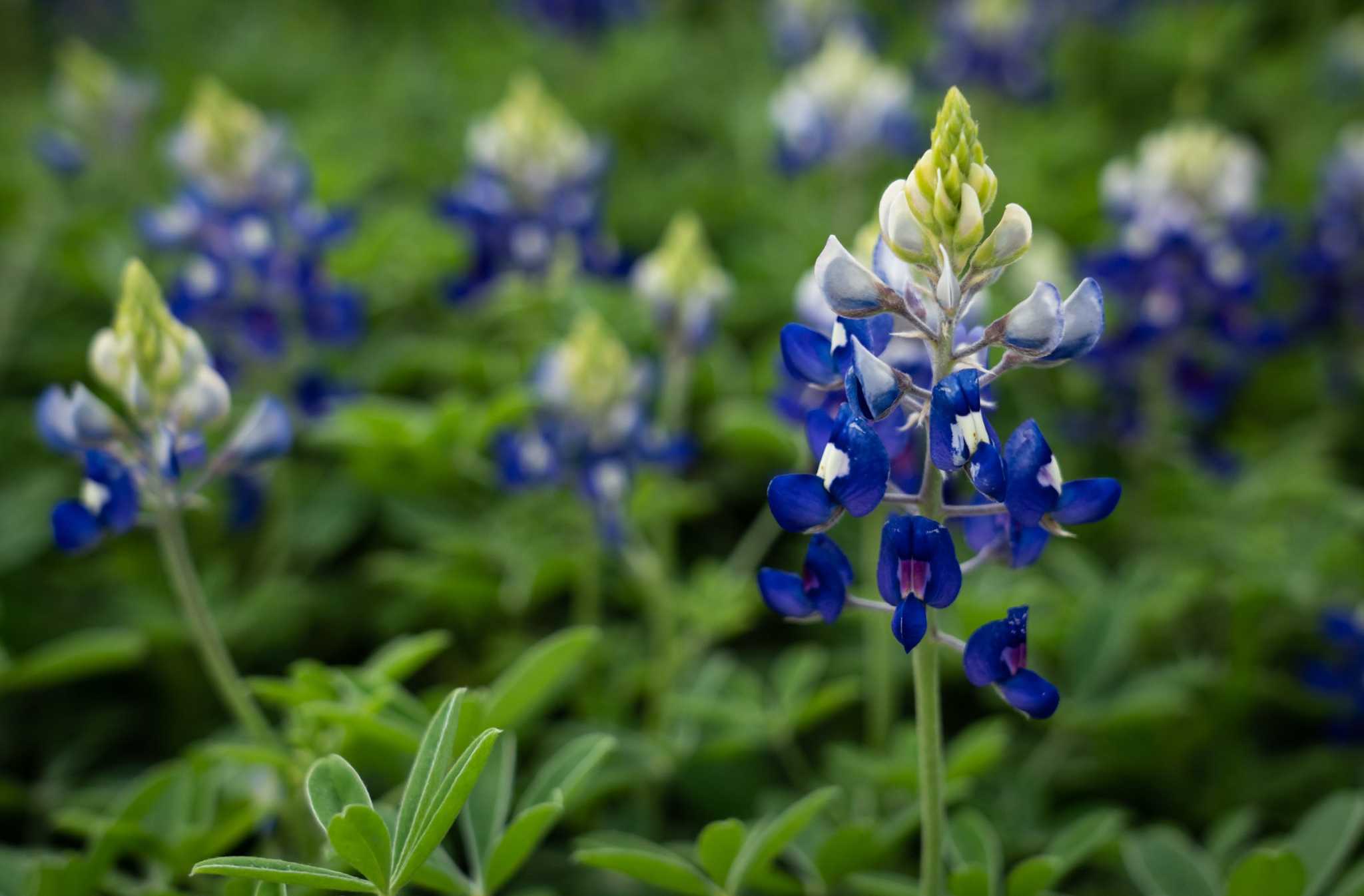 Map: Best spots to take stunning photos of Texas bluebonnets in bloom