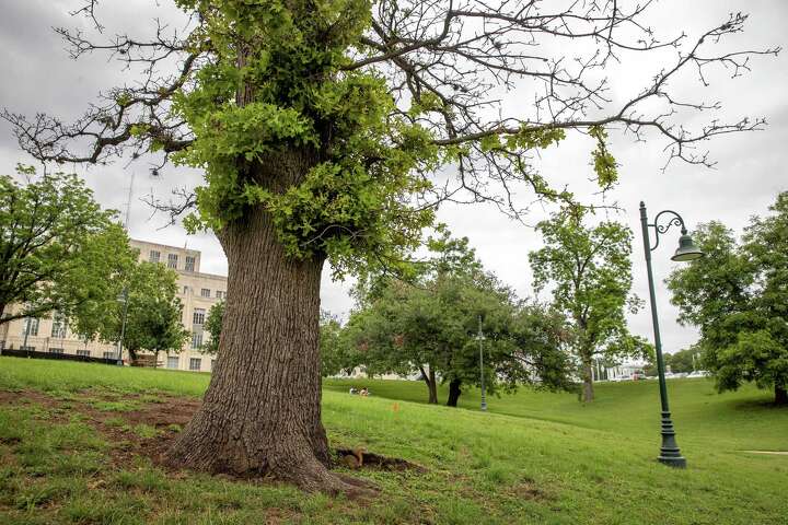 Many Texas trees still suffering from February's winter storm won't ...