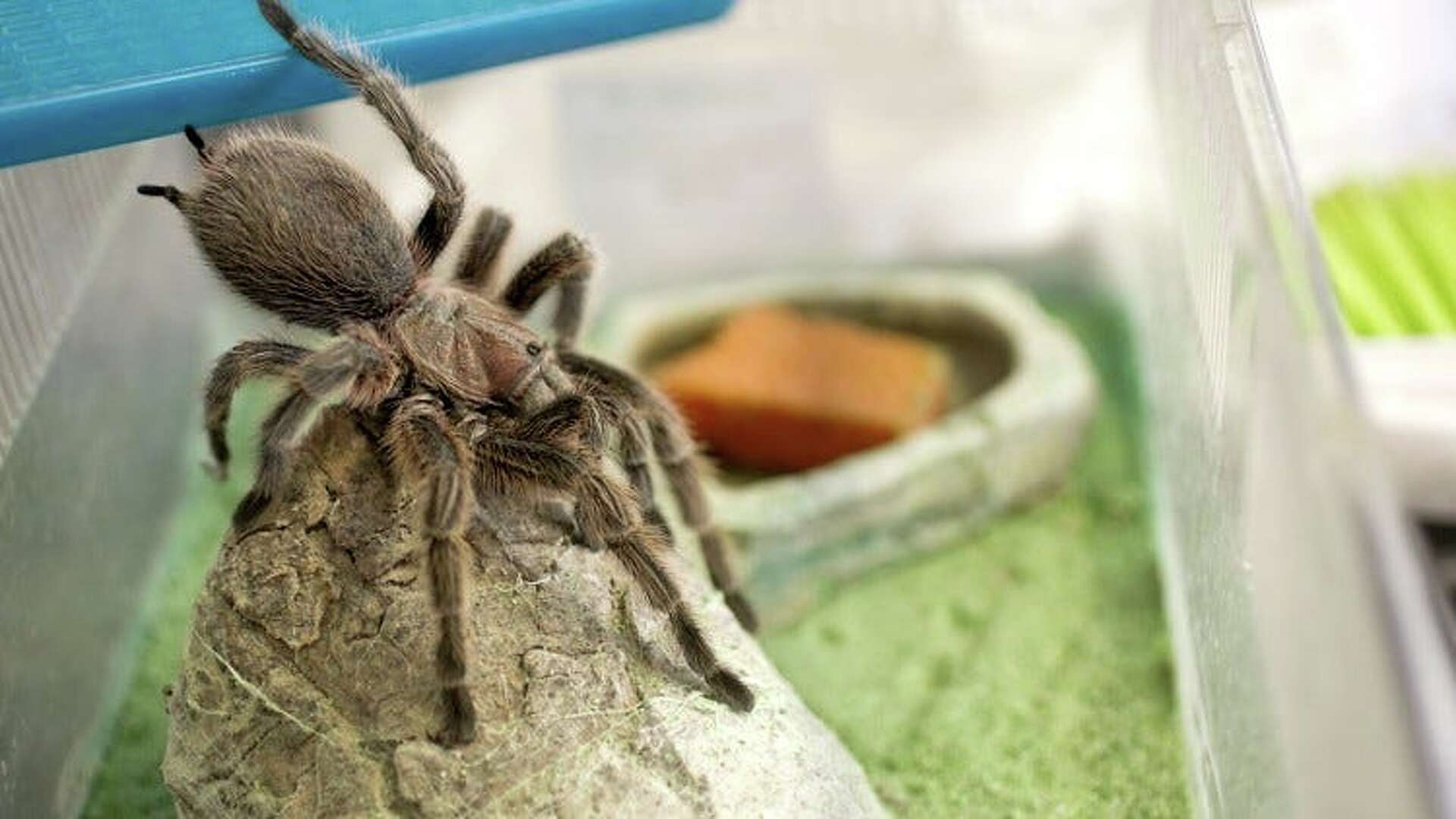 Tens of thousands of tarantulas are coming soon to Texas. Here's why