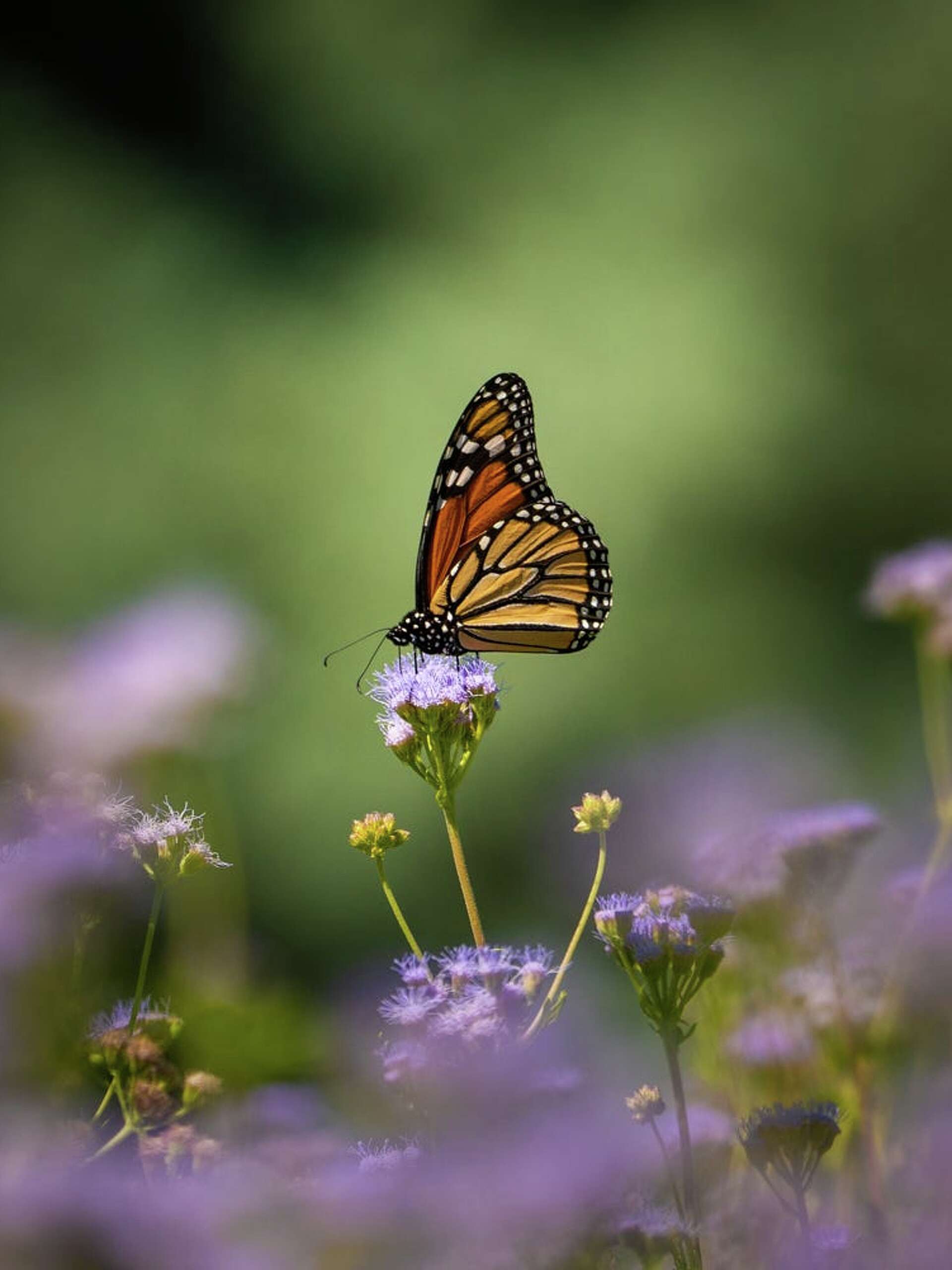 Monarch butterfly migration map 2024: Track migration through Texas