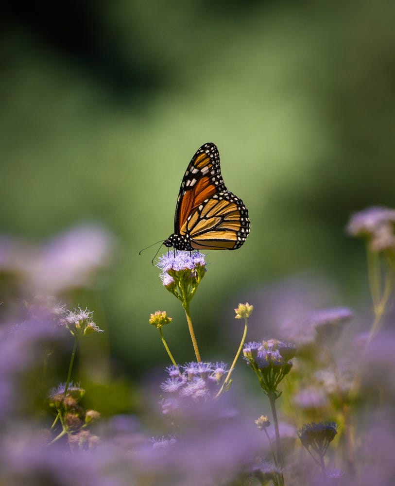 Monarch Butterfly Migration Texas 2024