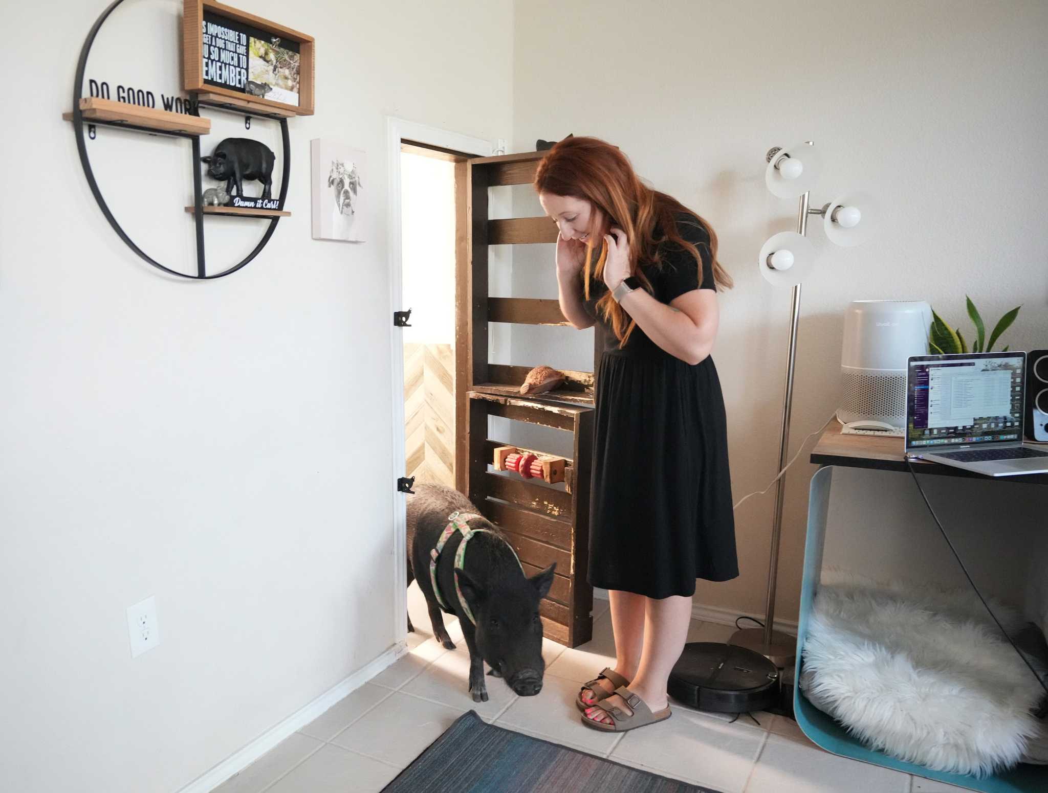 Pet pigs of Austin: meet these beloved hooved family members