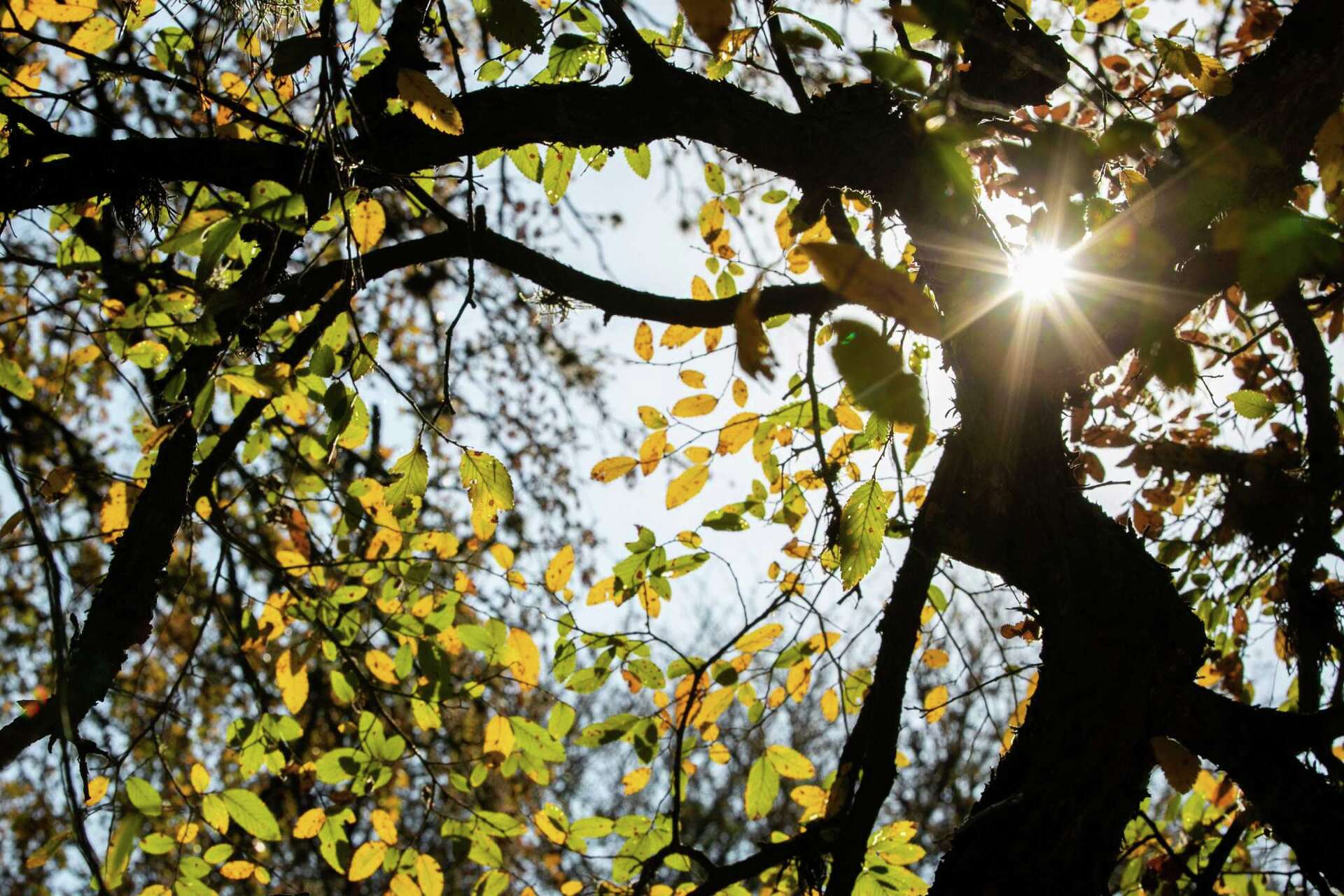 Fall foliage map 2025: When and where to see autumn colors in Austin