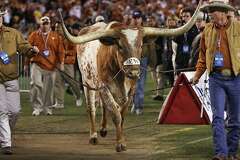 Texas Longhorns beloved mascot Bevo: See photos through the years