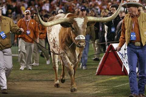 Texas Longhorns beloved mascot Bevo: See photos through the years