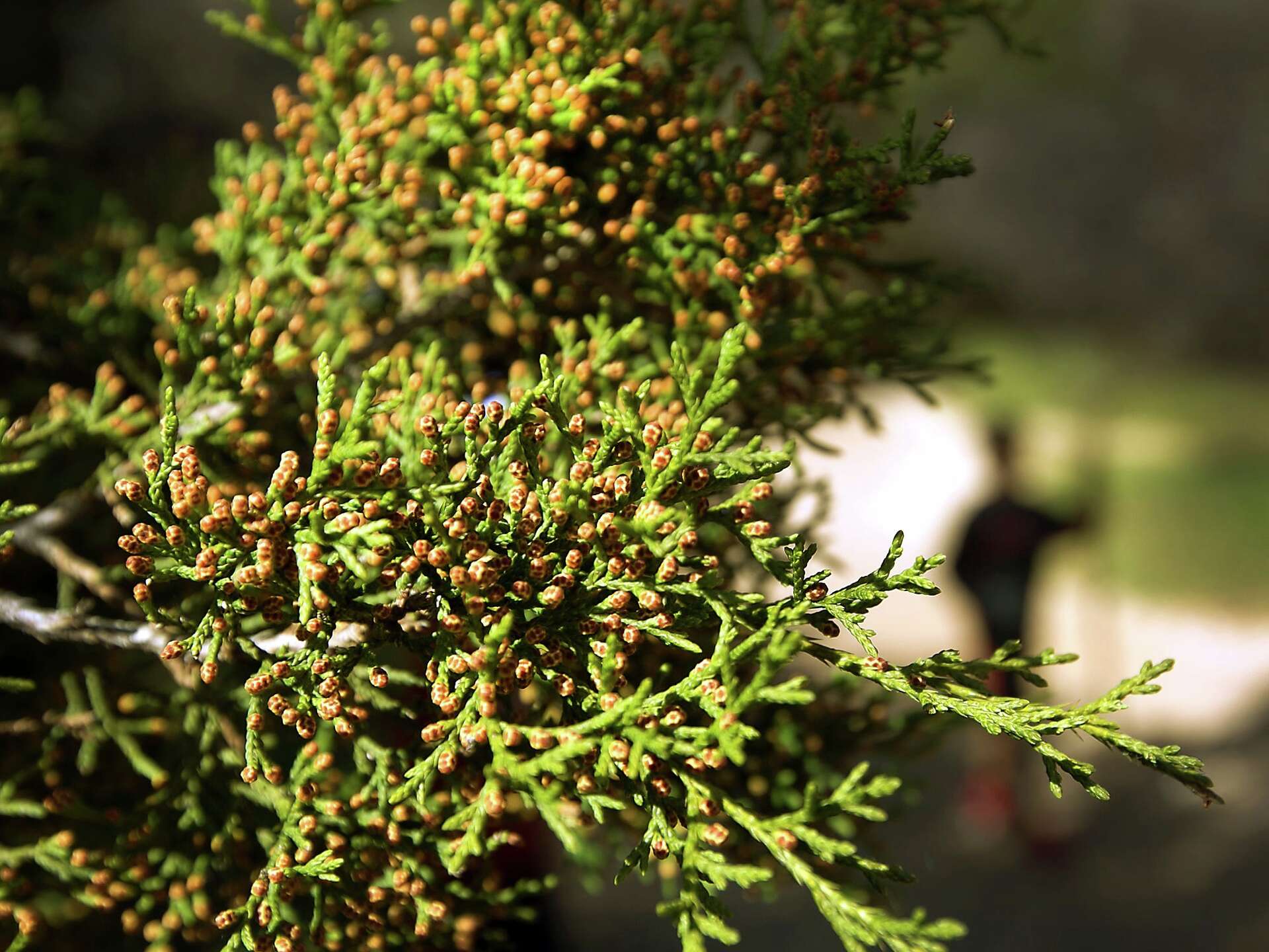 Get ready Austin for cedar fever allergies as trees start to pollinate