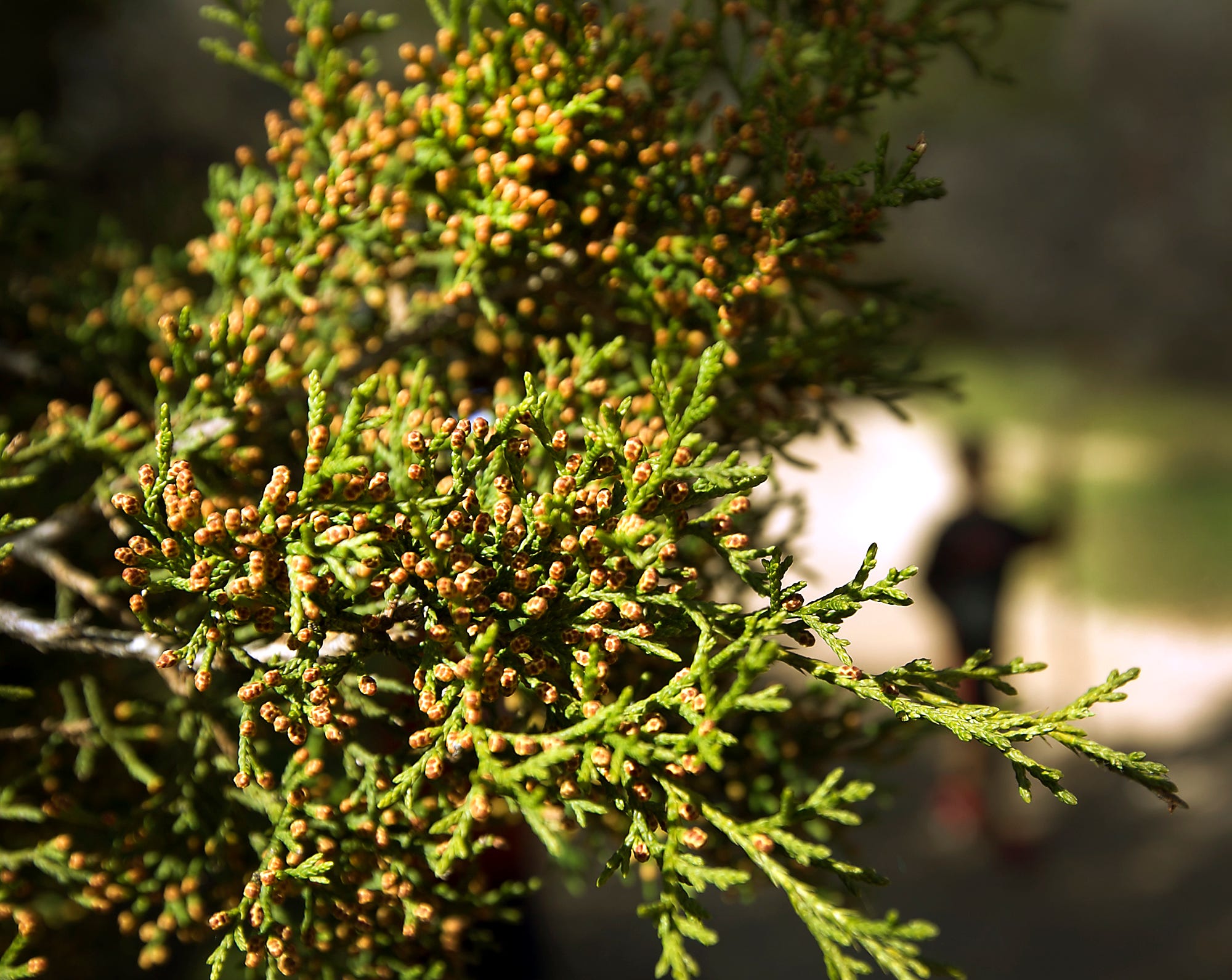 Can you become immune to cedar fever and other myths about allergy