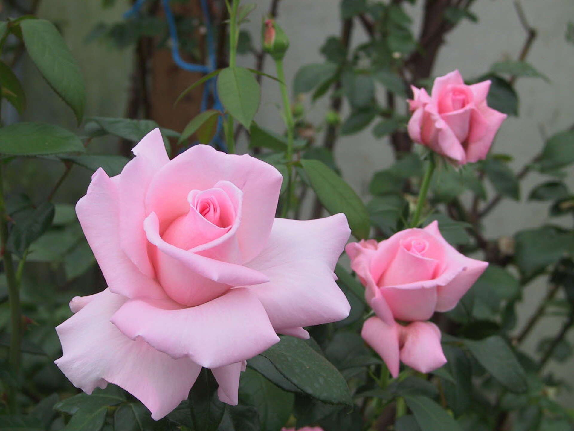 Rose named for Marylou Whitney