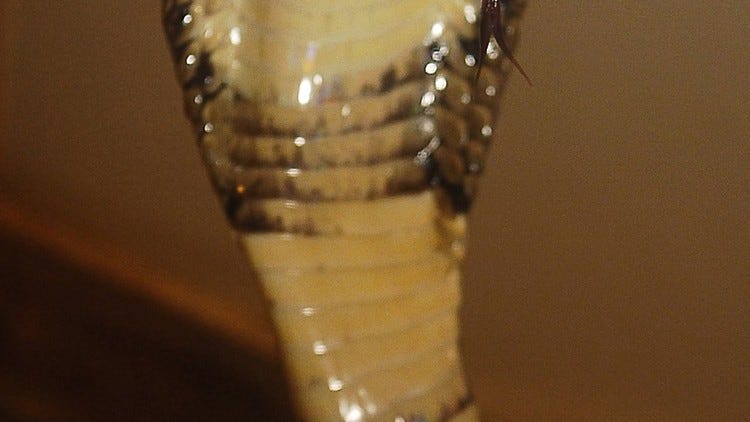 5 things you should know about monocled cobras