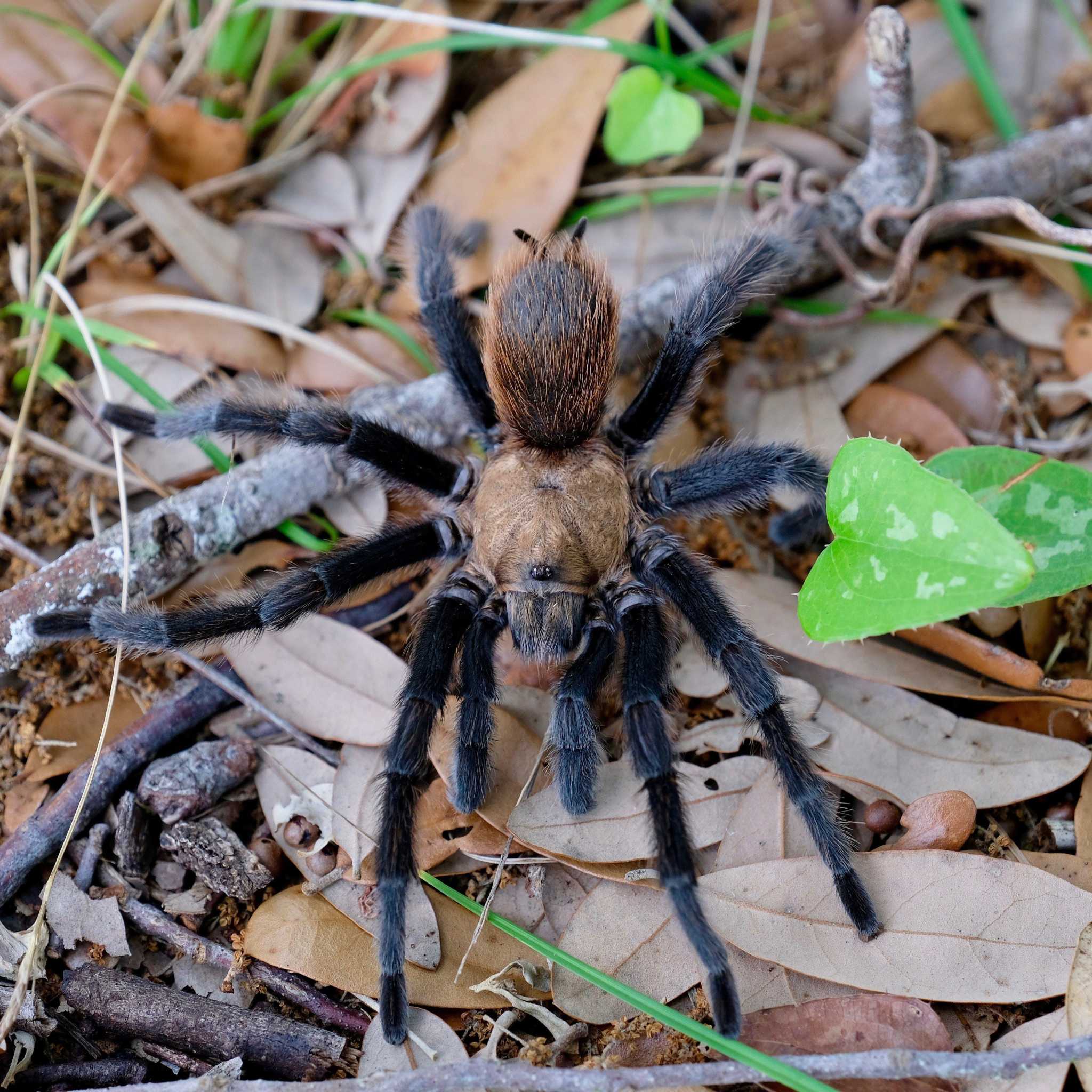 It's mating season for tarantulas in Texas. Are they dangerous?