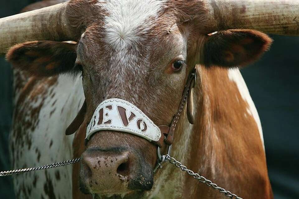 Texas Longhorns beloved mascot Bevo: See photos through the years