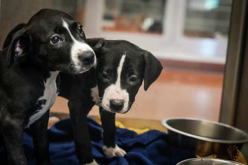 Austin OKs immediate spay-abortions for pregnant animals