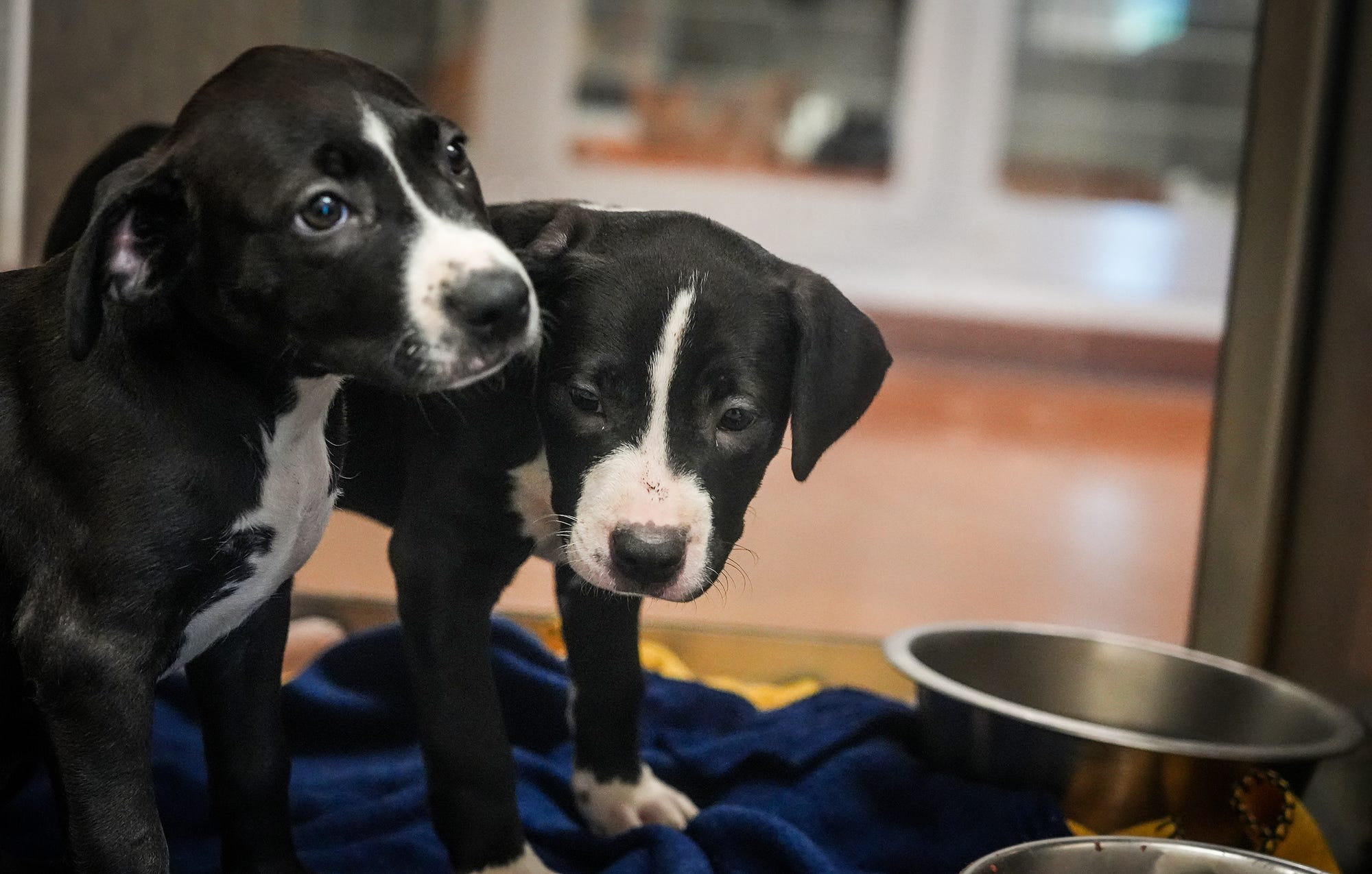 Austin OKs immediate spay-abortions for pregnant animals